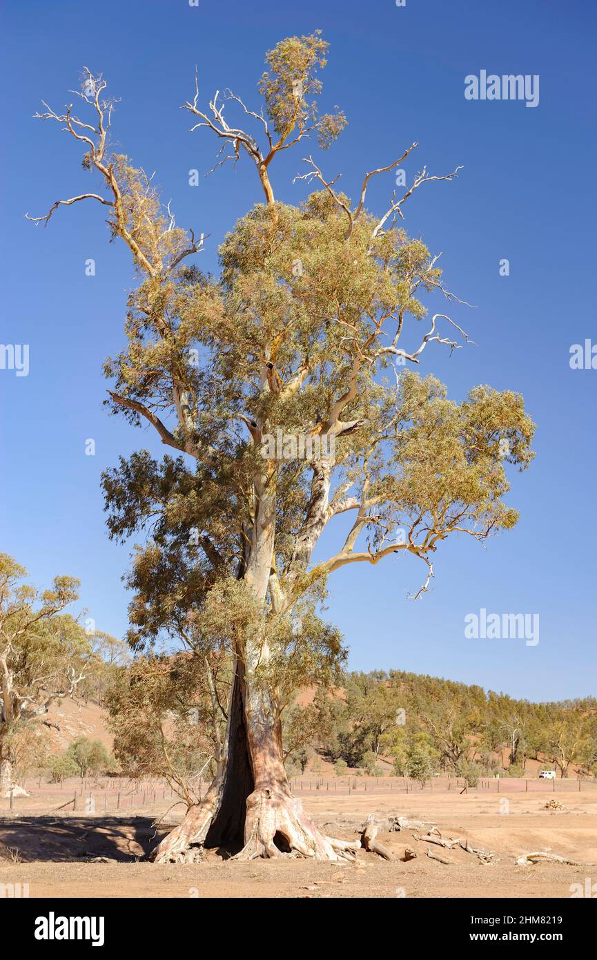 Native gum tree hi-res stock photography and images - Alamy