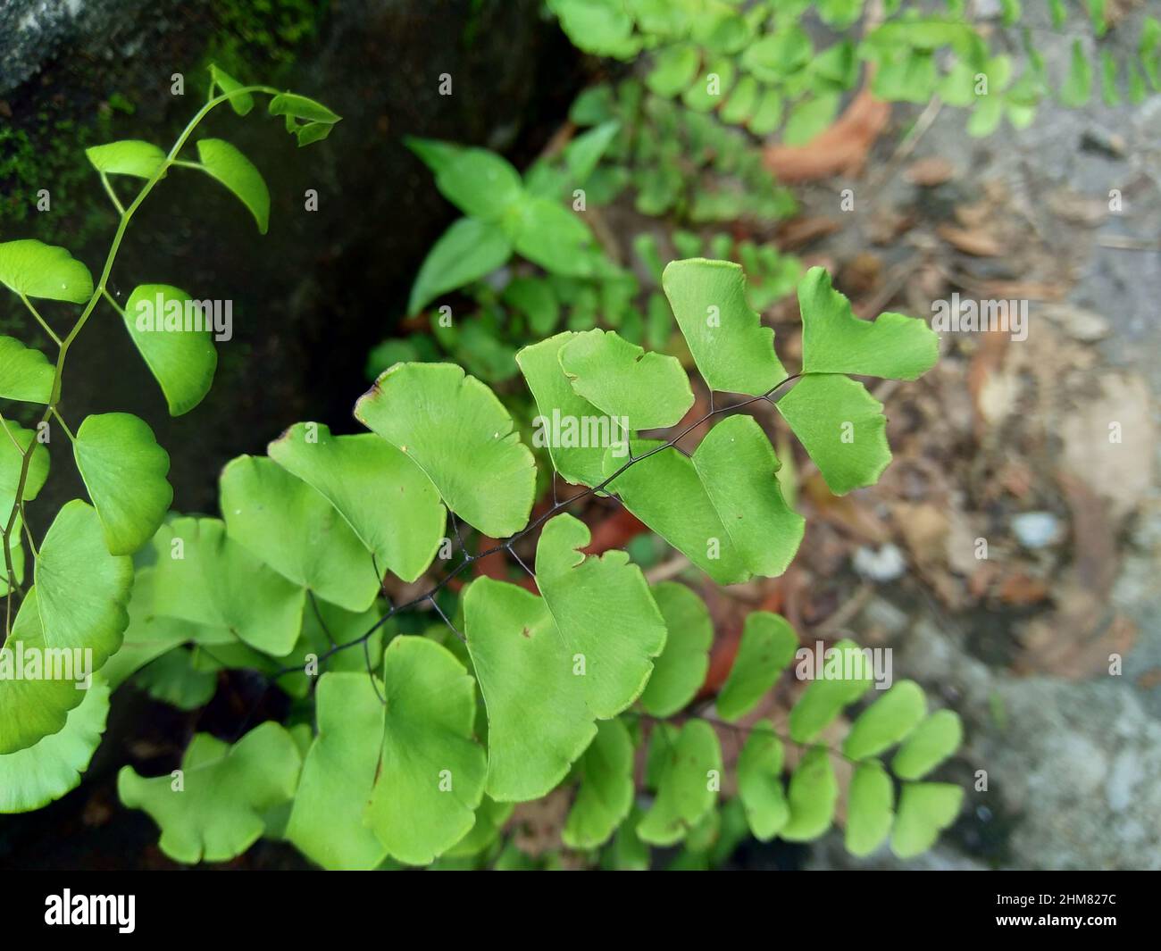 Adiantum raddianum (also called suplir kelor, Delta maidenhair fern ...