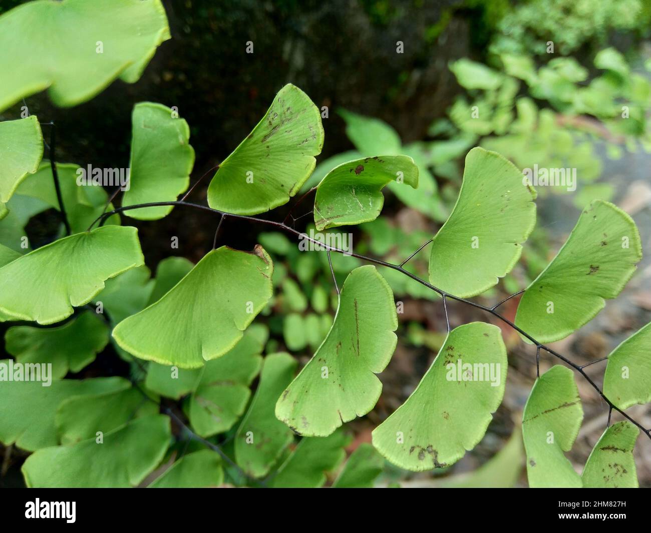Adiantum raddianum (also called suplir kelor, Delta maidenhair fern ...