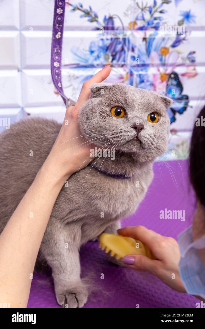 Wool emotion hi-res stock photography and images - Alamy