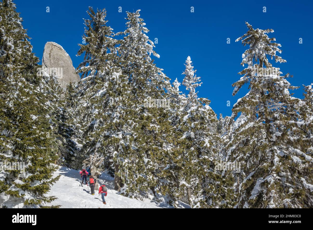 Ciucas mountains in winter, Romanian Carpathians. Fir trees and ...