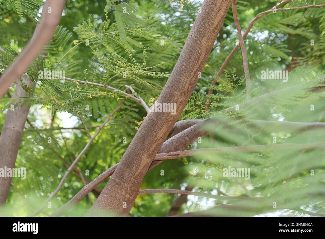 Close-up photo of big tree branch growing on the tree Stock Photo - Alamy