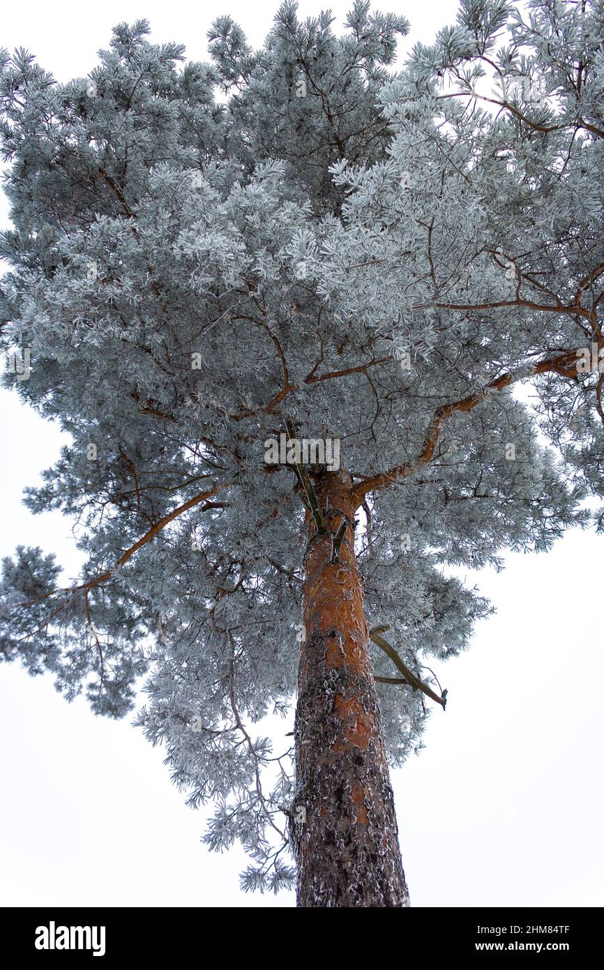 Snowy high crown of a pine tree isolated against the background of the ...
