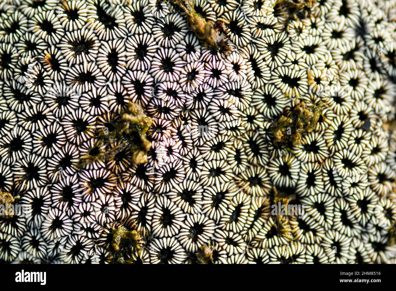 Sea creatures form patterns on seabeds Stock Photo - Alamy