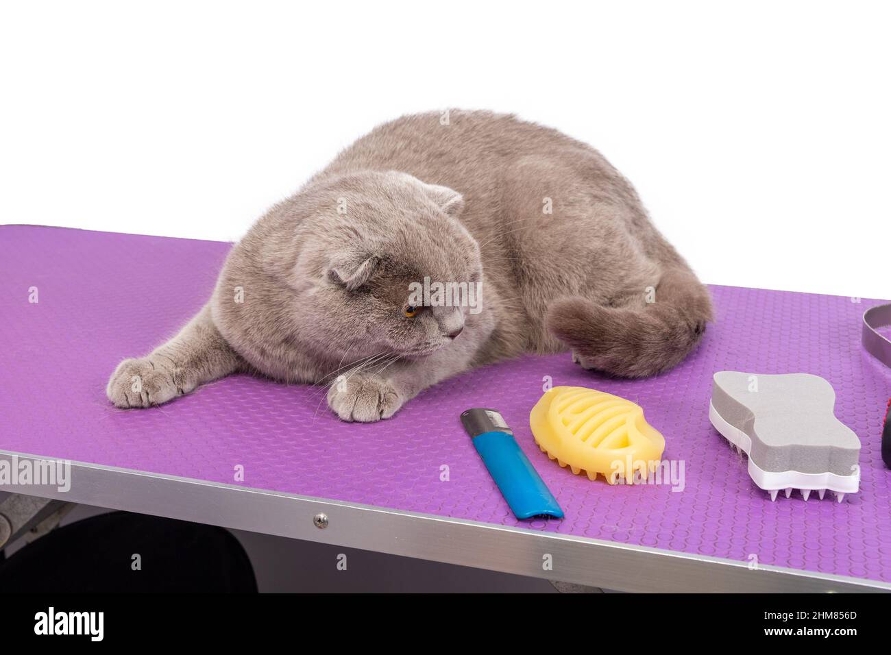 A British gray cat looks at the barber tools laying on table in an ...