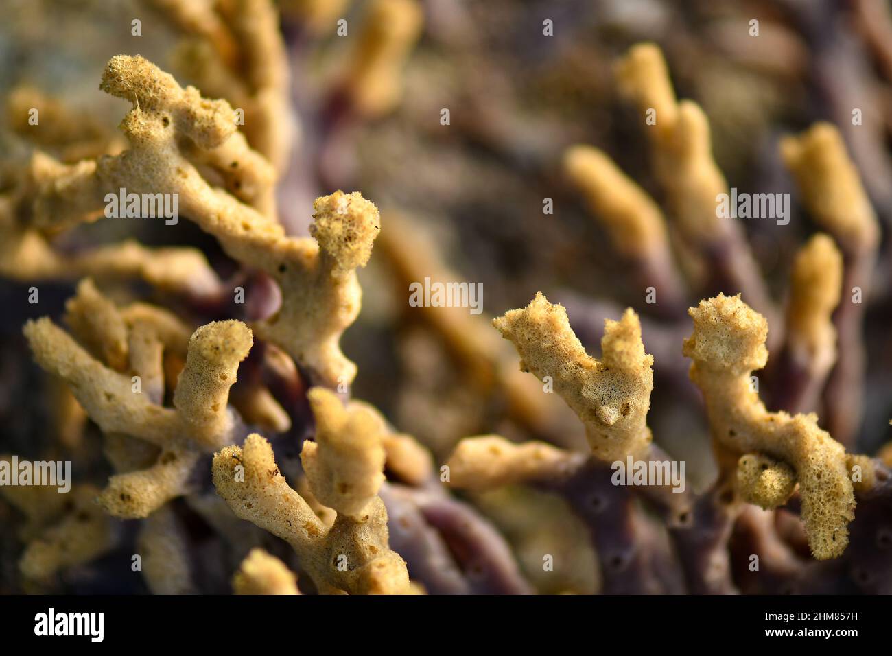 Sea creatures form patterns on seabeds Stock Photo - Alamy