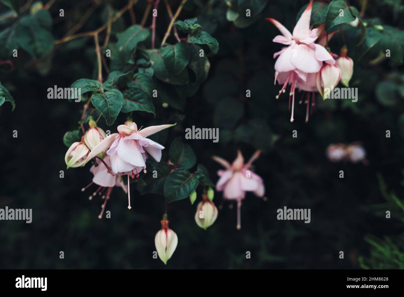 Dark green bush hi-res stock photography and images - Alamy