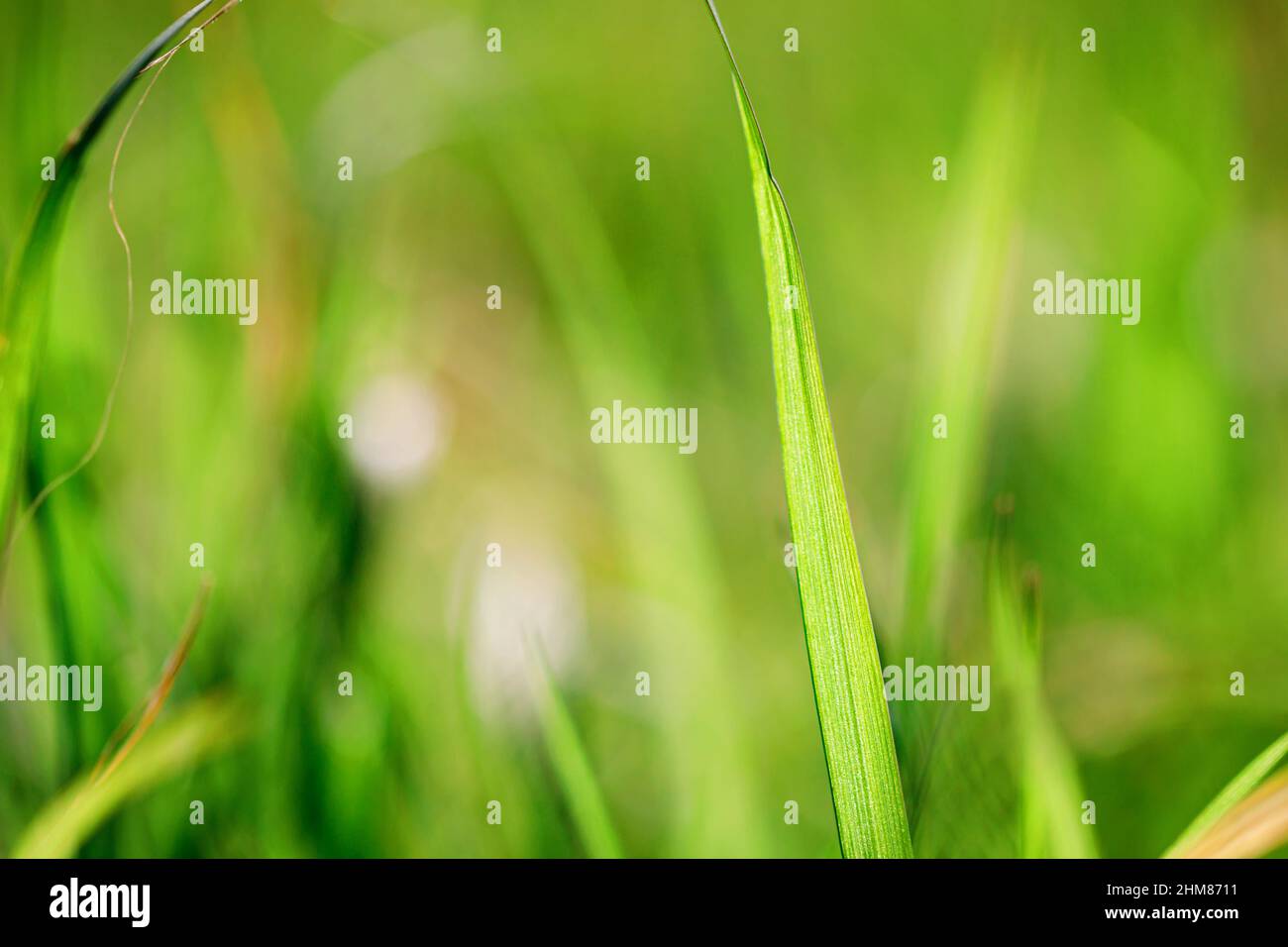 Nature green grass with bokeh background Stock Photo - Alamy