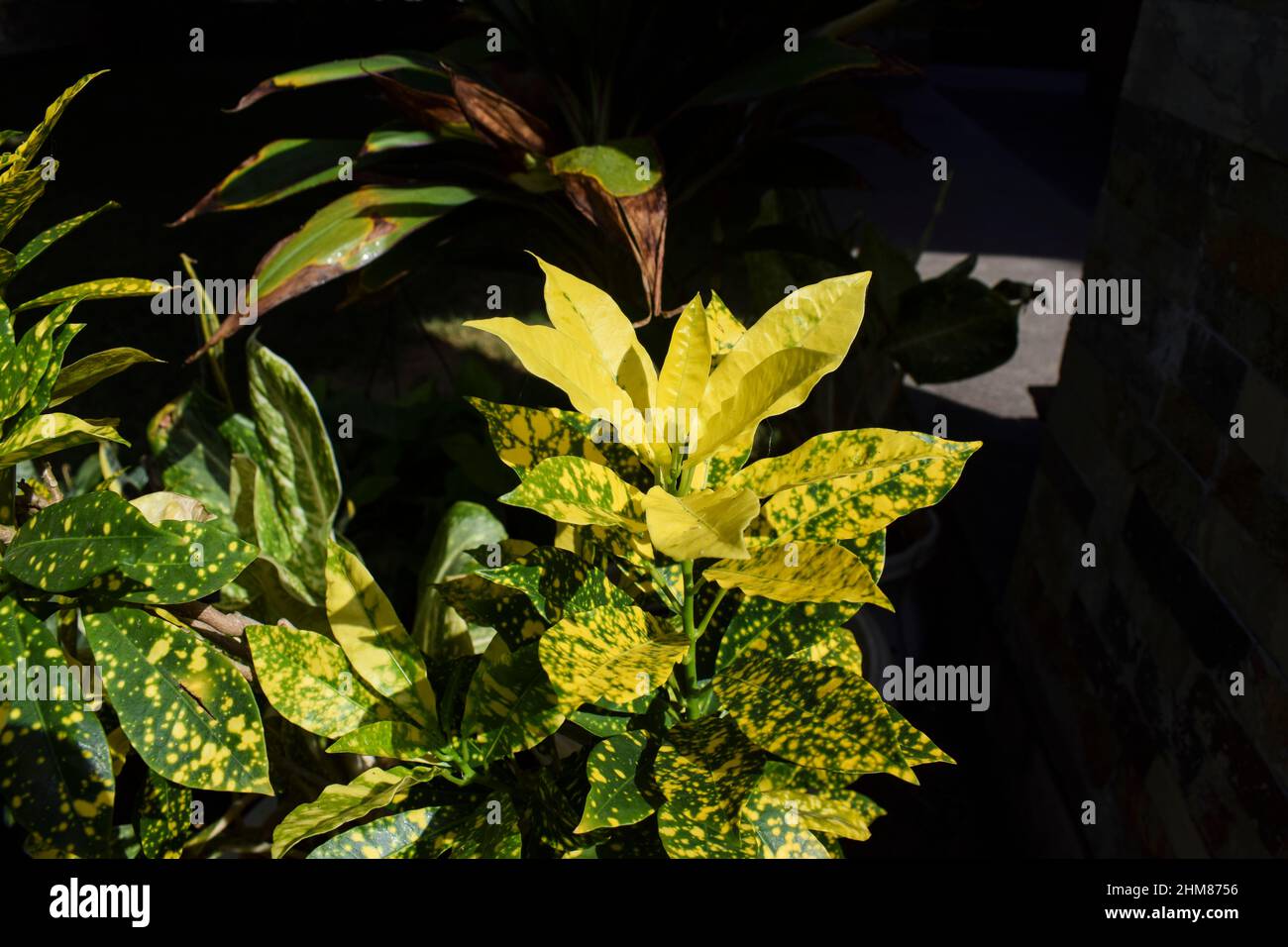 Yellow croton plant potted in pot in house garden. Variegated crotons ...