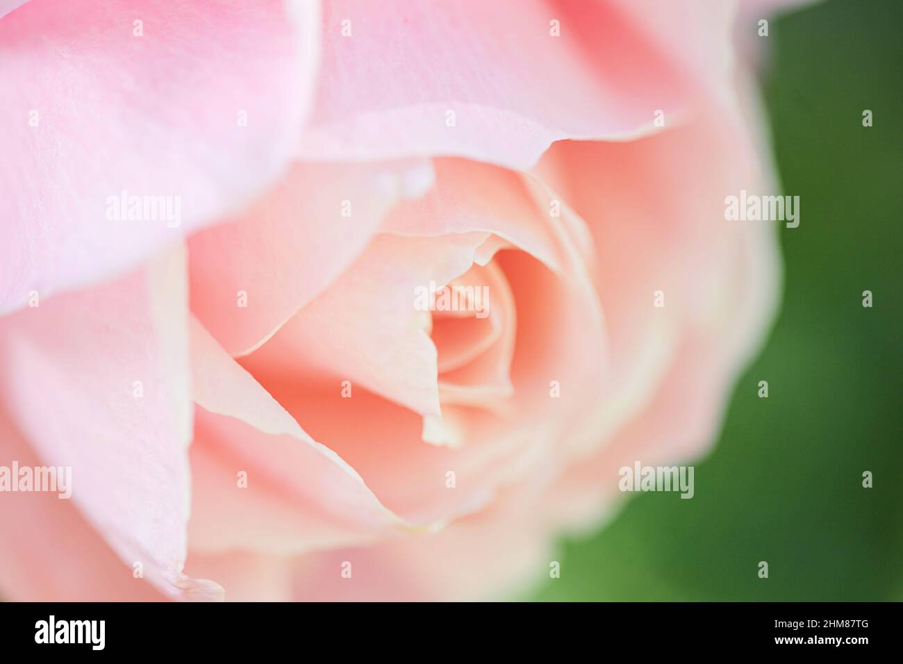Rose overlay hi-res stock photography and images - Alamy