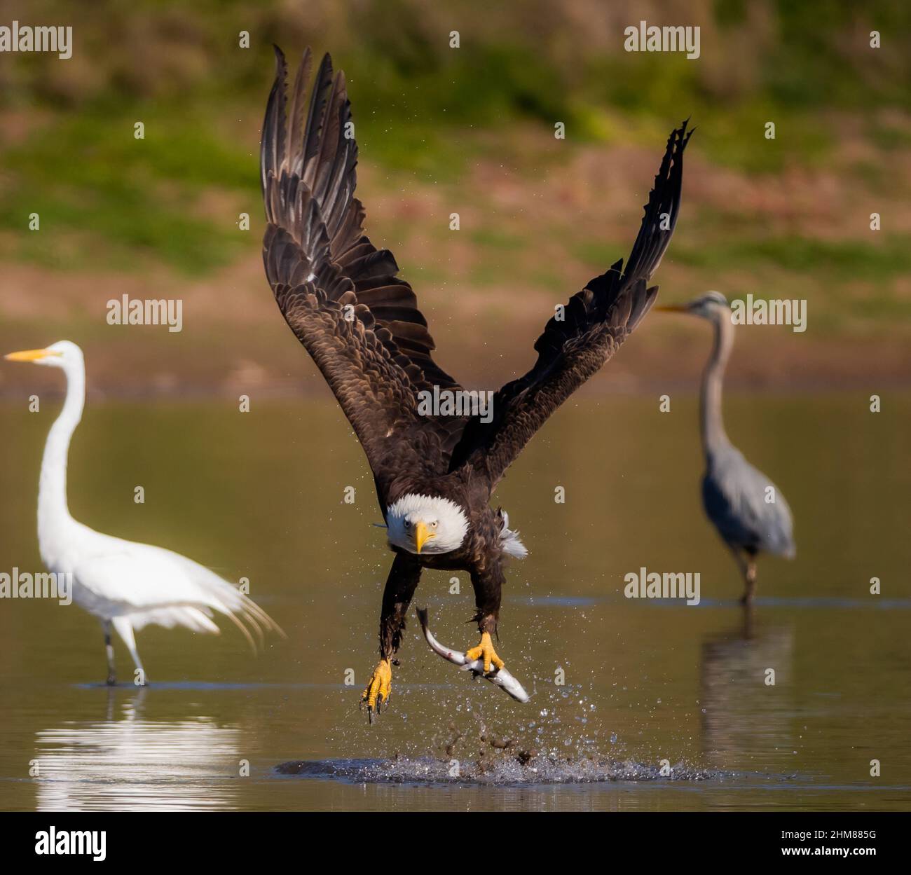 Sandy wool lake hi-res stock photography and images - Alamy
