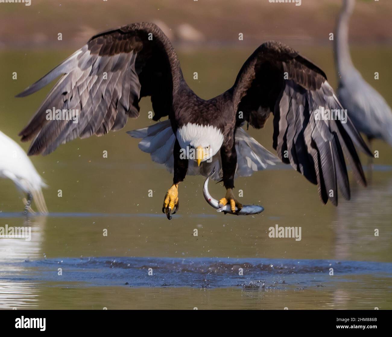 San Francisco. 7th Feb, 2022. Photo taken on Feb. 7, 2022 shows a bald ...