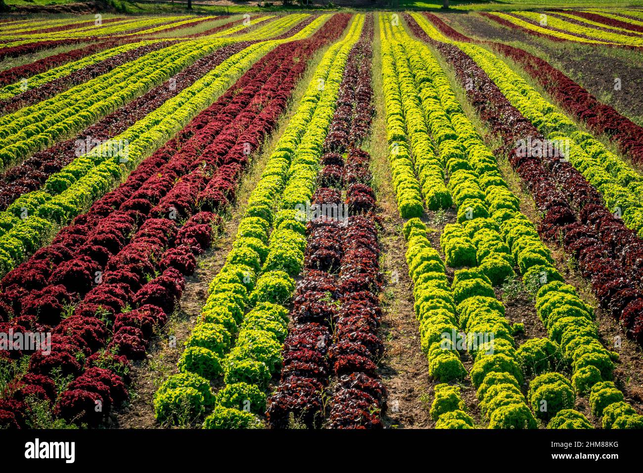 Lettuce field california hi-res stock photography and images - Alamy