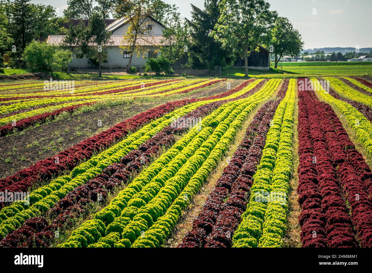 Colorful field of lettuce on a large agricultural field in Bavaria ...