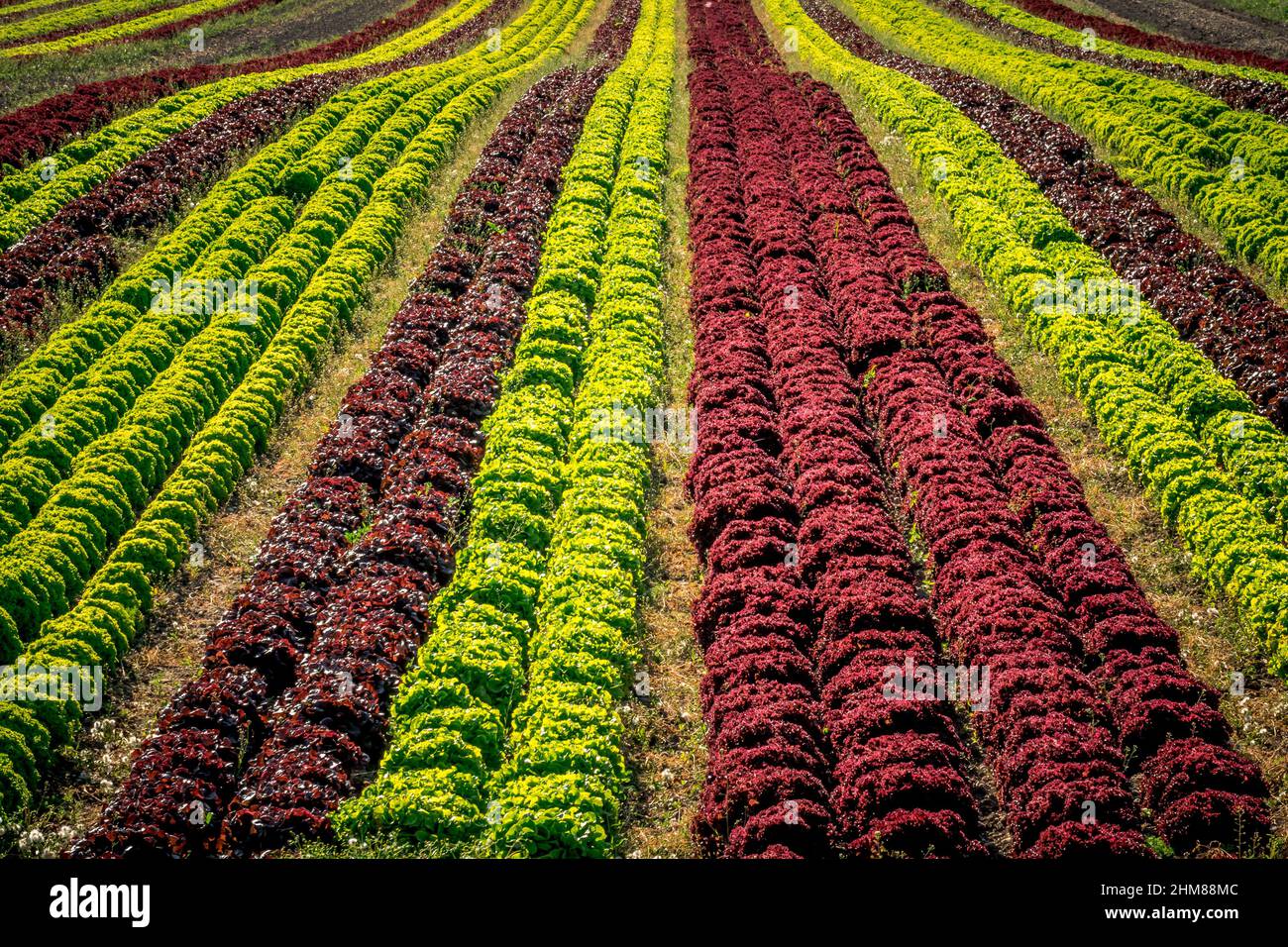 Colorful field of lettuce on a large agricultural field in Bavaria ...