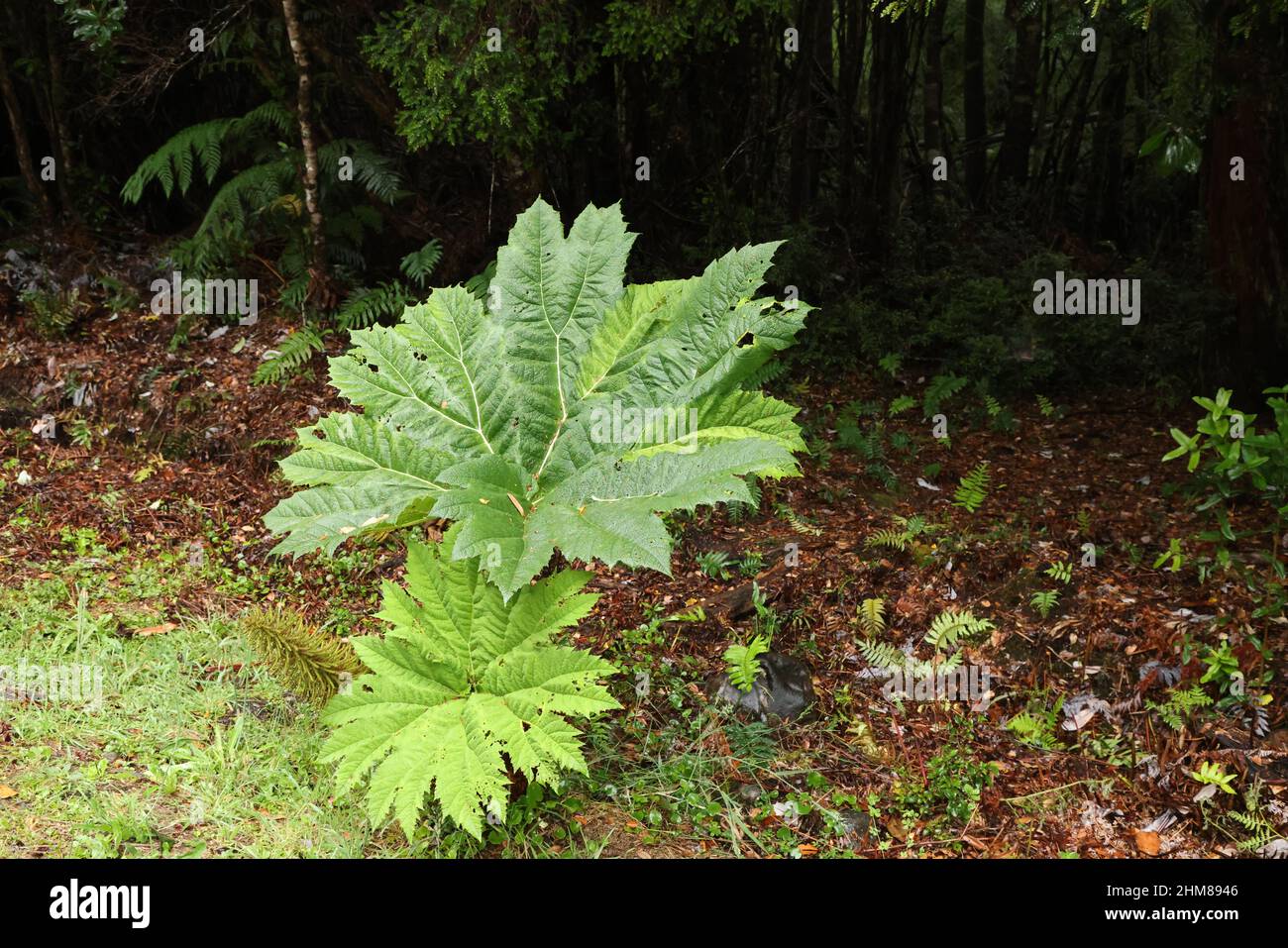 Plant leaves in the Alerce Andino National Park, Chile Stock Photo - Alamy