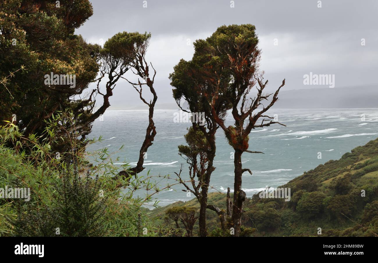 The typical vegetation of the island of Chiloe, Chile Stock Photo - Alamy