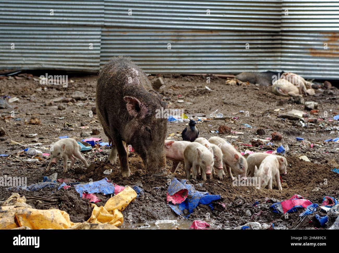 A family of pigs eating food in garbage Stock Photo - Alamy