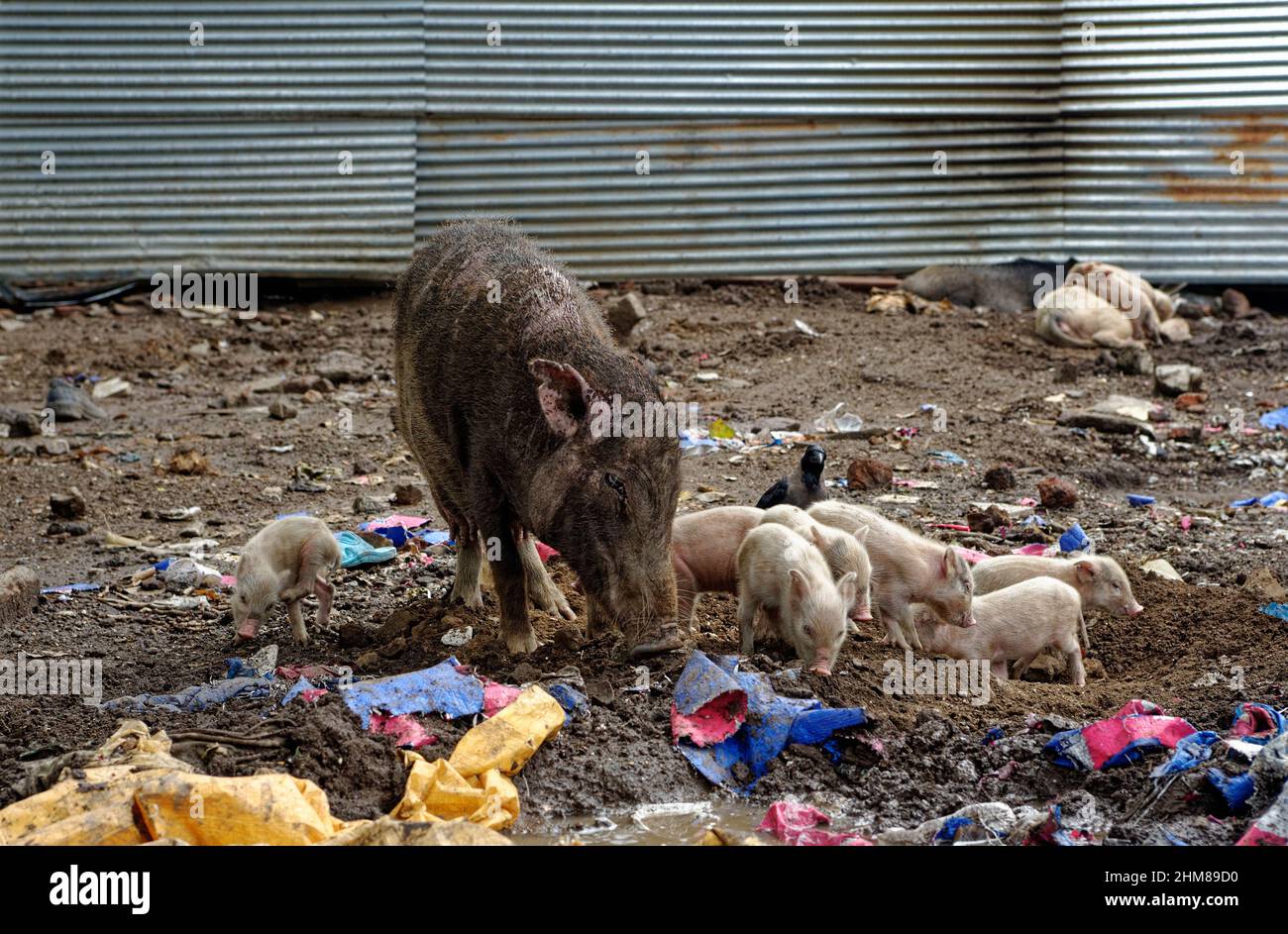 A family of pigs eating food in garbage Stock Photo - Alamy