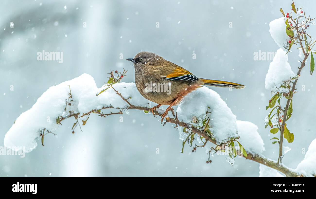 Noisy village hi-res stock photography and images - Alamy