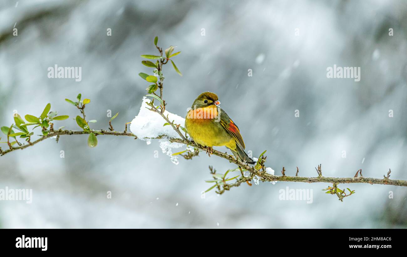 Chongqing, Chongqing, China. 8th Feb, 2022. Acacia bird was ...