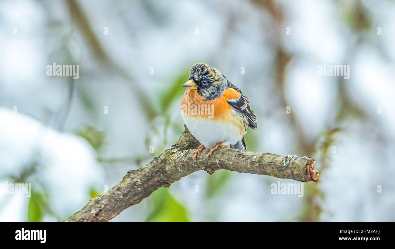 2hm8ahj hi-res stock photography and images - Alamy