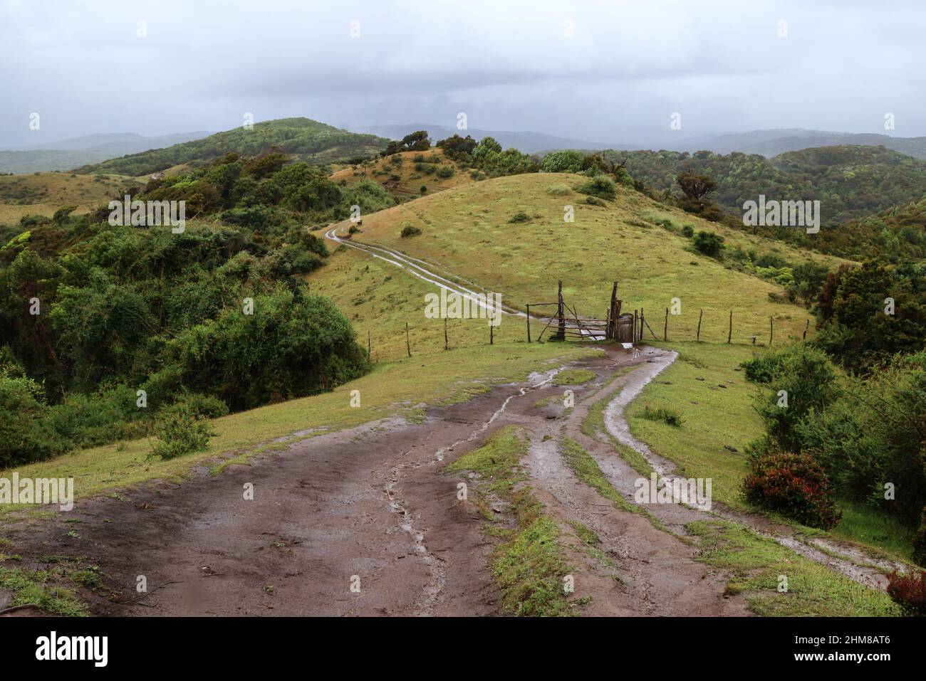 The typical vegetation of the island of Chiloe, Chile Stock Photo - Alamy