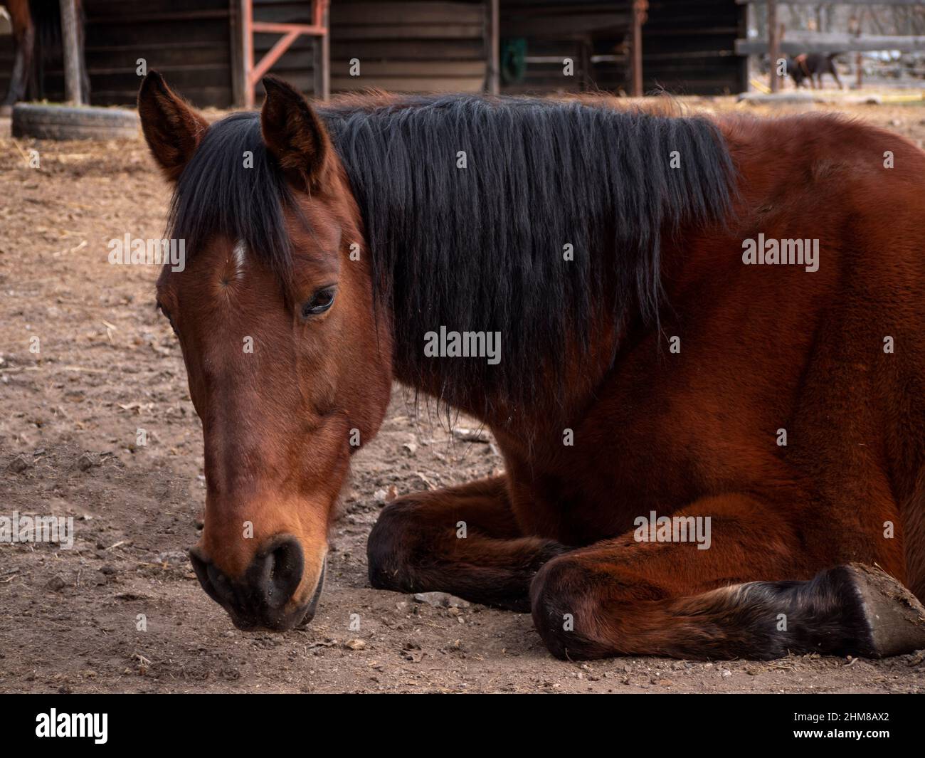 Side view of chestnut andalusian horse sleeping in the winter sun Stock ...