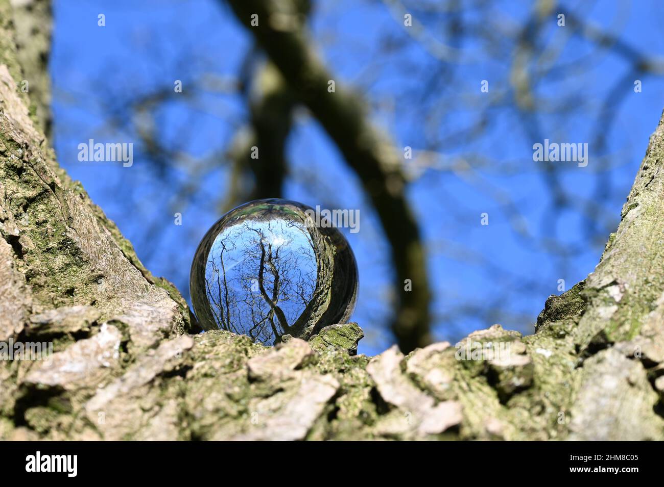 Environment concept, a crystal ball lies in the branches of a tree ...
