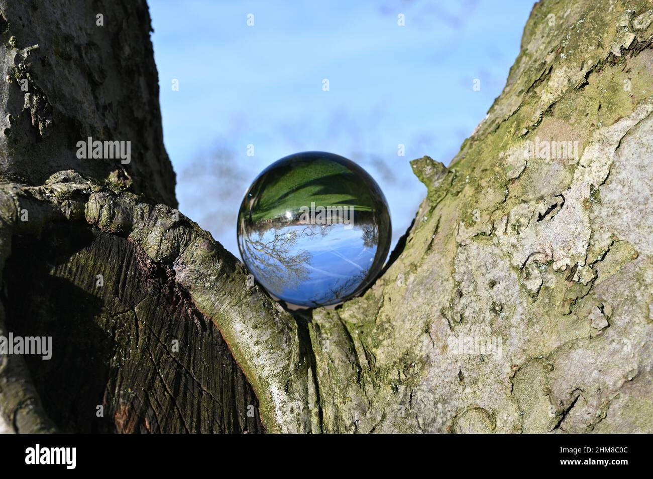 Environment concept, a crystal ball lies in the branches of a tree ...