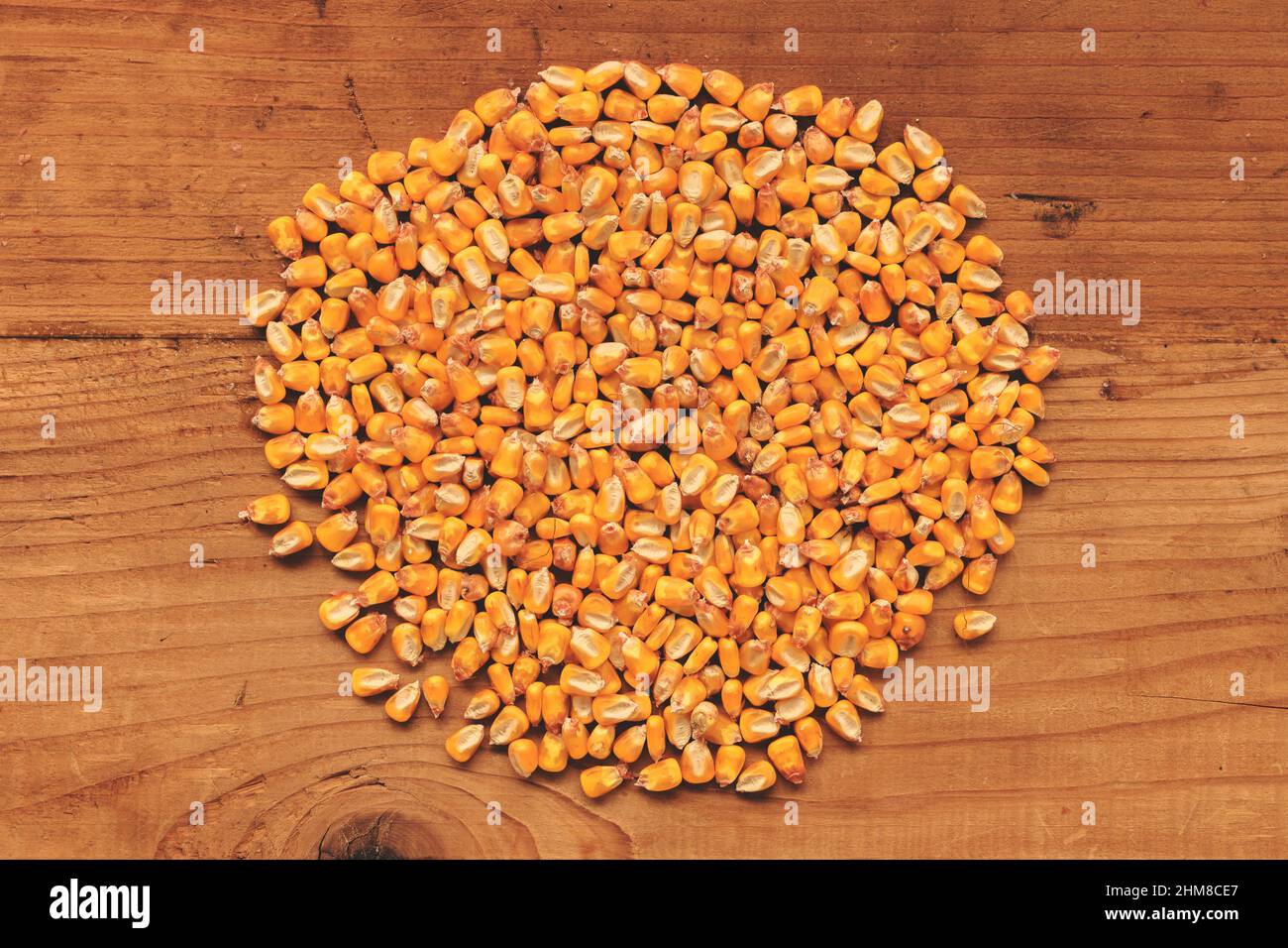 Harvested shelled corn grains detached from the cob, top view Stock ...