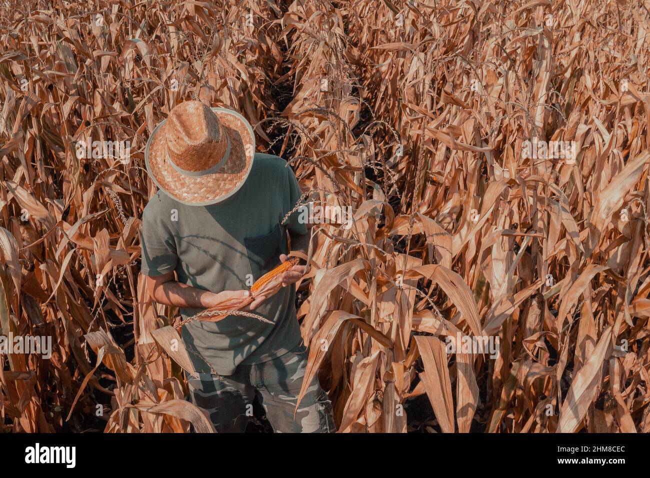 Male agronomist and farmer standing in ripe harvest ready dent corn ...