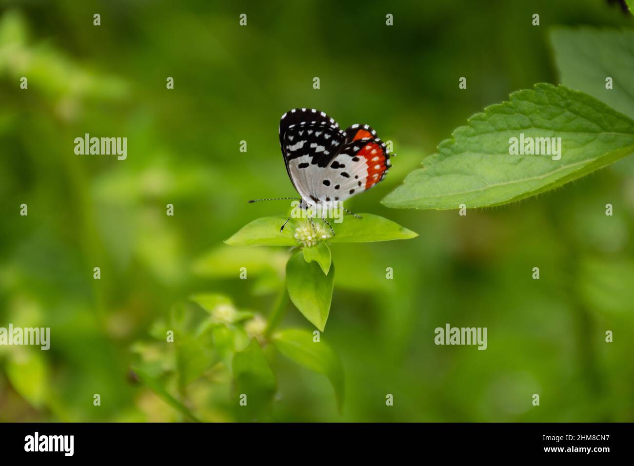 A tiny colorful Red Pierrot (Talicada nyseus) feeding on a tiny flower ...