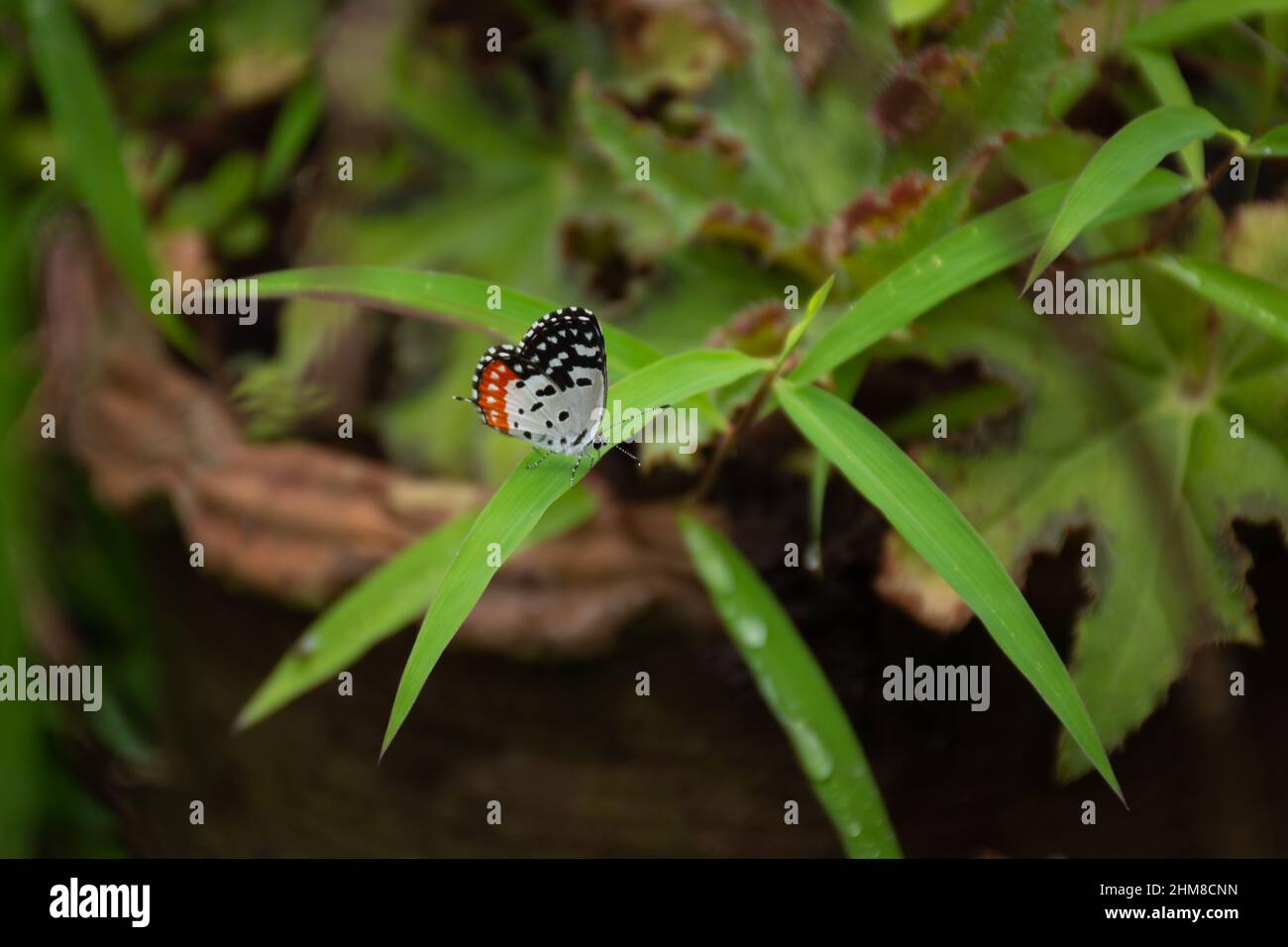 A beautiful tiny colorful Red Pierrot (Talicada nyseus) resting on a ...