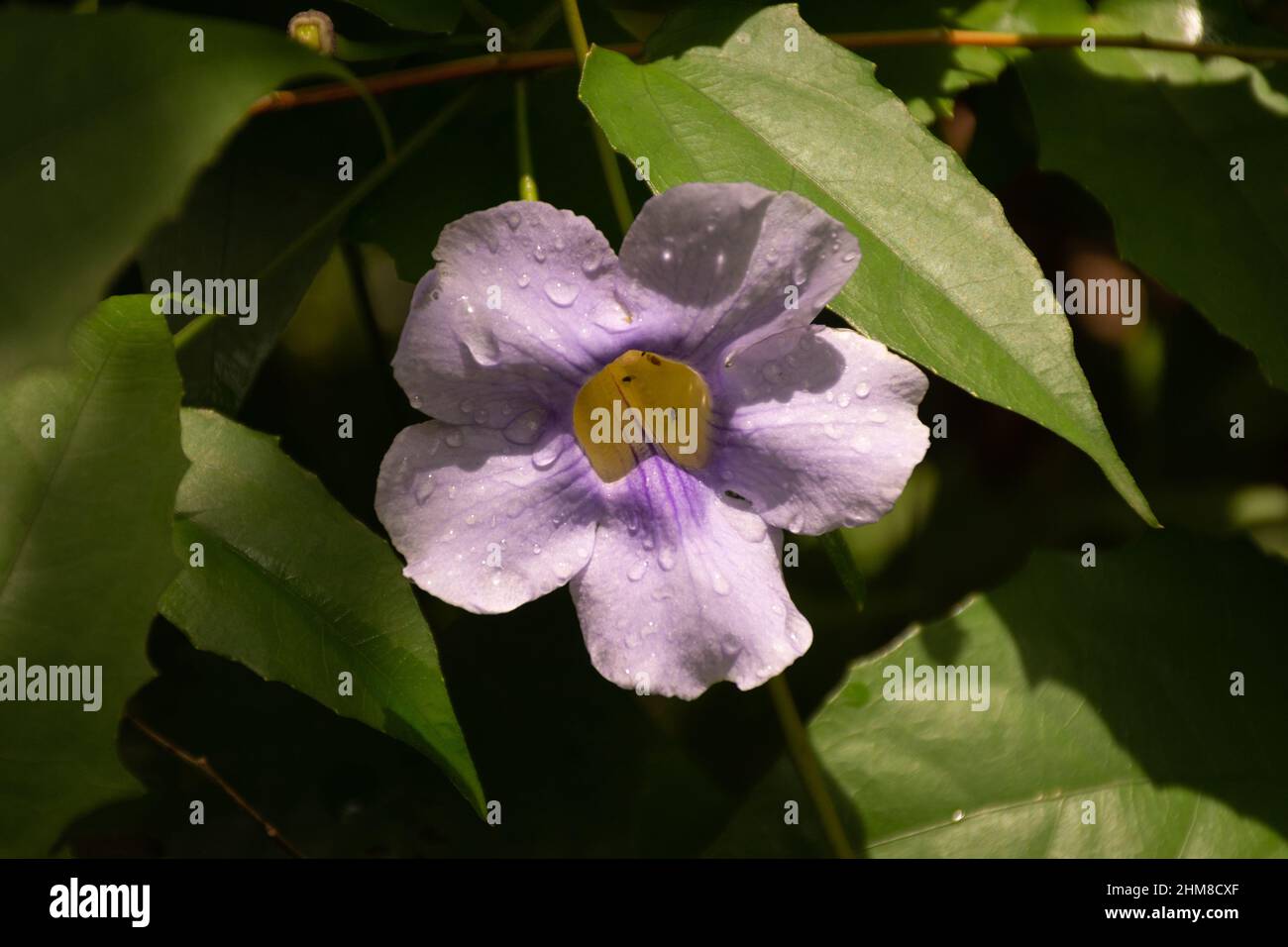Thunbergia grandiflora acanthaceae hi-res stock photography and images ...