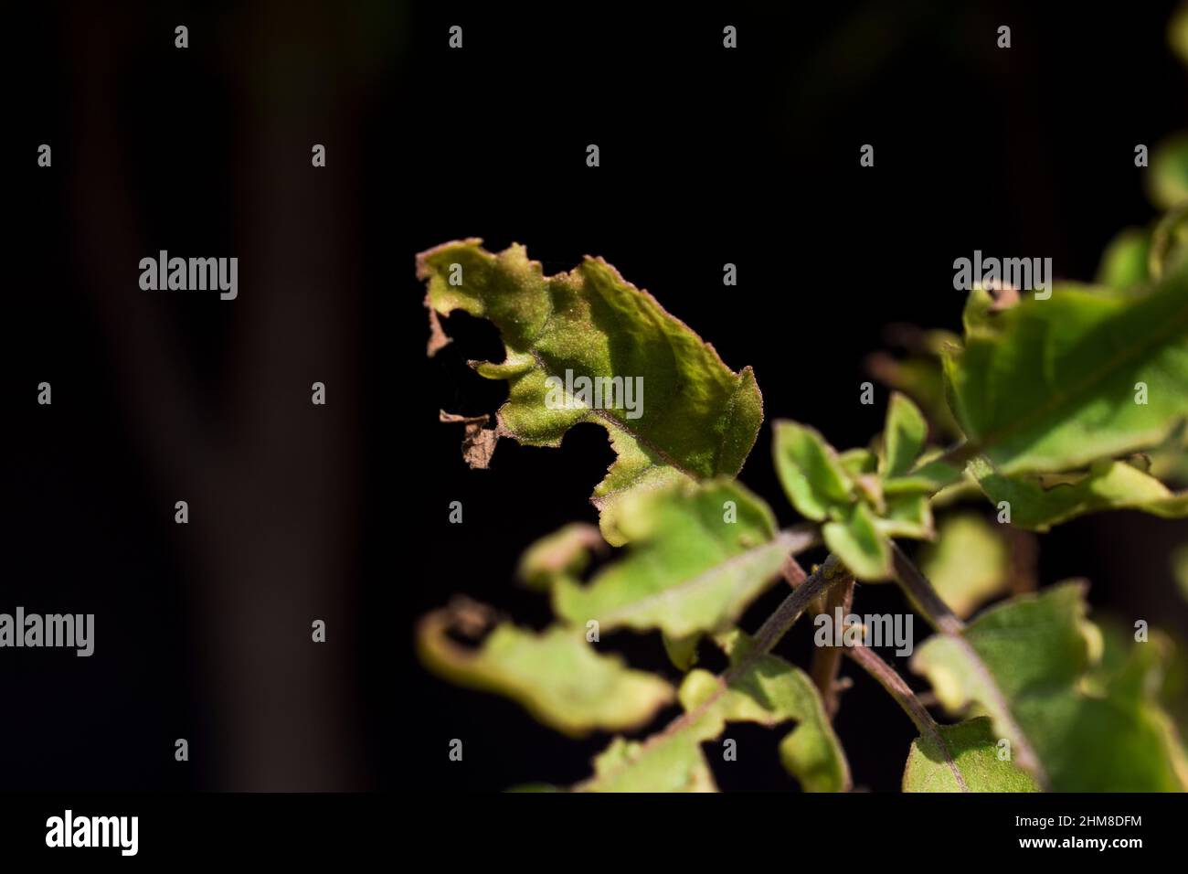 Mealybugs on plant leaves attack hi-res stock photography and images ...