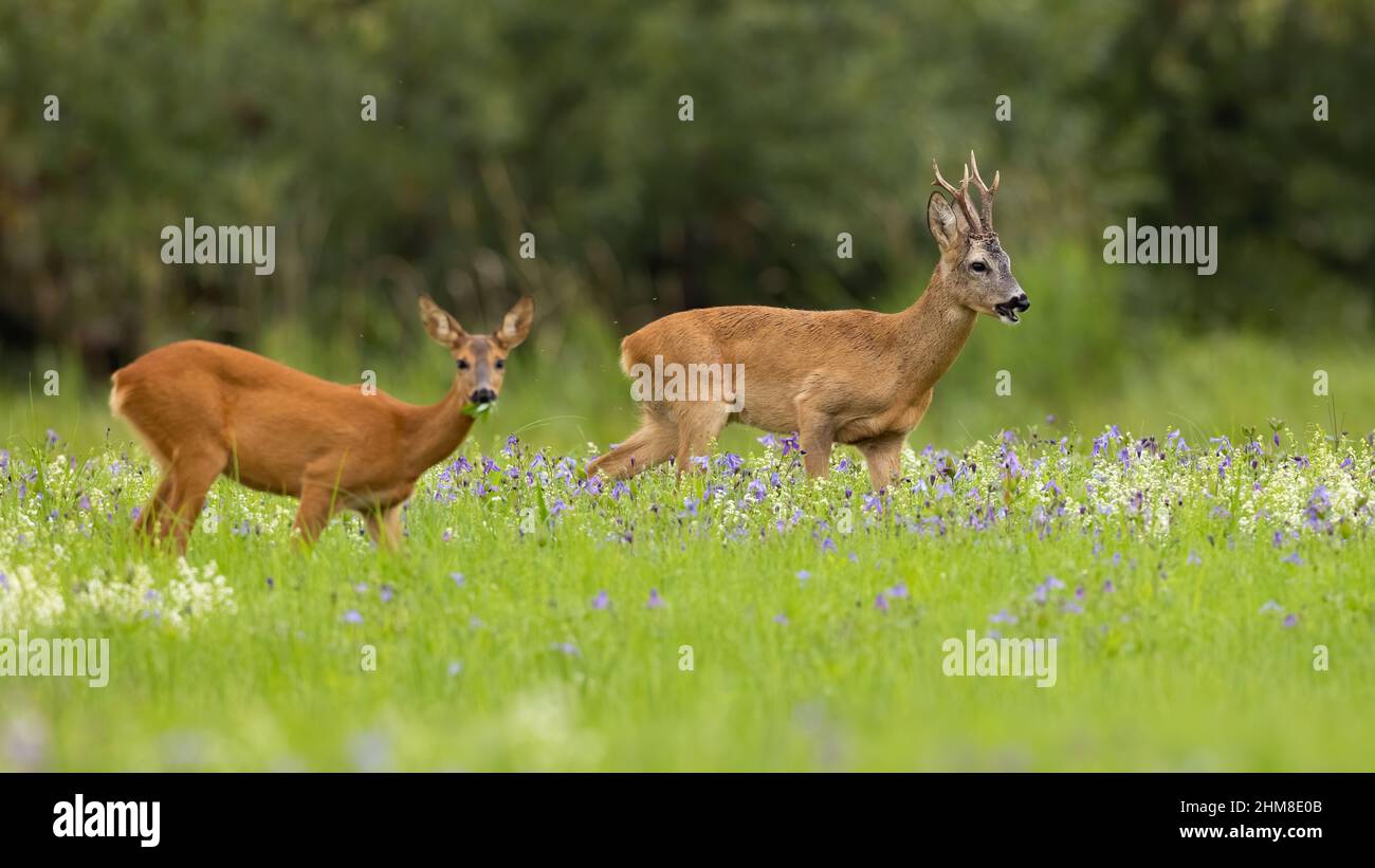 Two roe deer pasturing in wildflowers in summer nature Stock Photo - Alamy