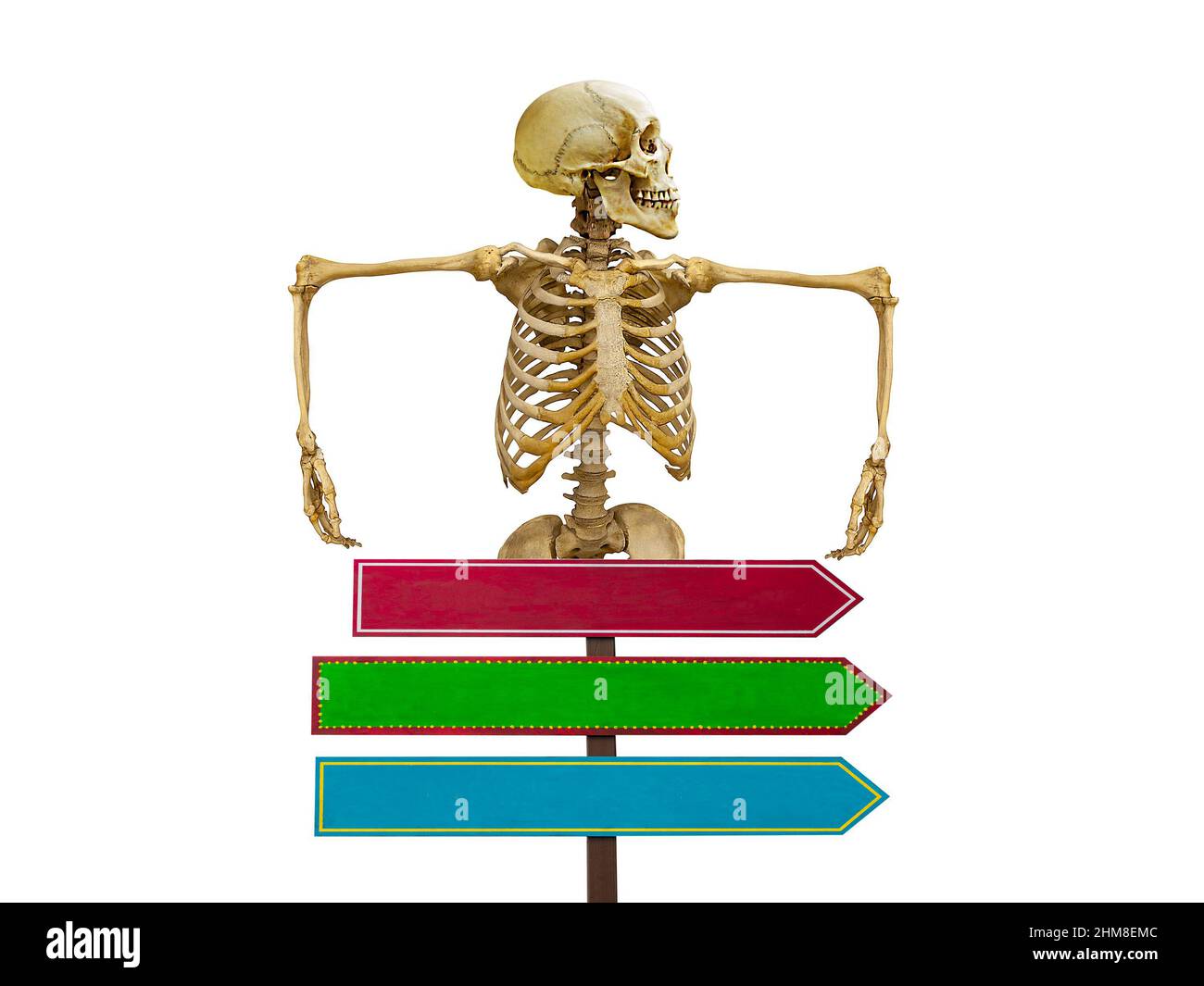 human skeleton with pointers in isolation on a white background. High ...