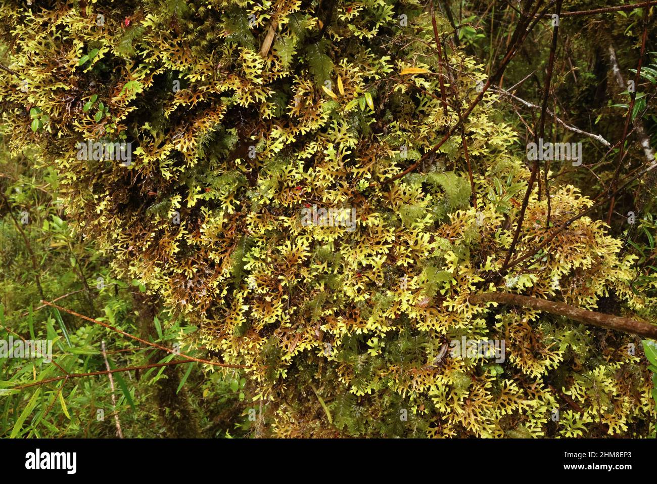 Moss in Alerce Andino National Park, Chile Stock Photo - Alamy