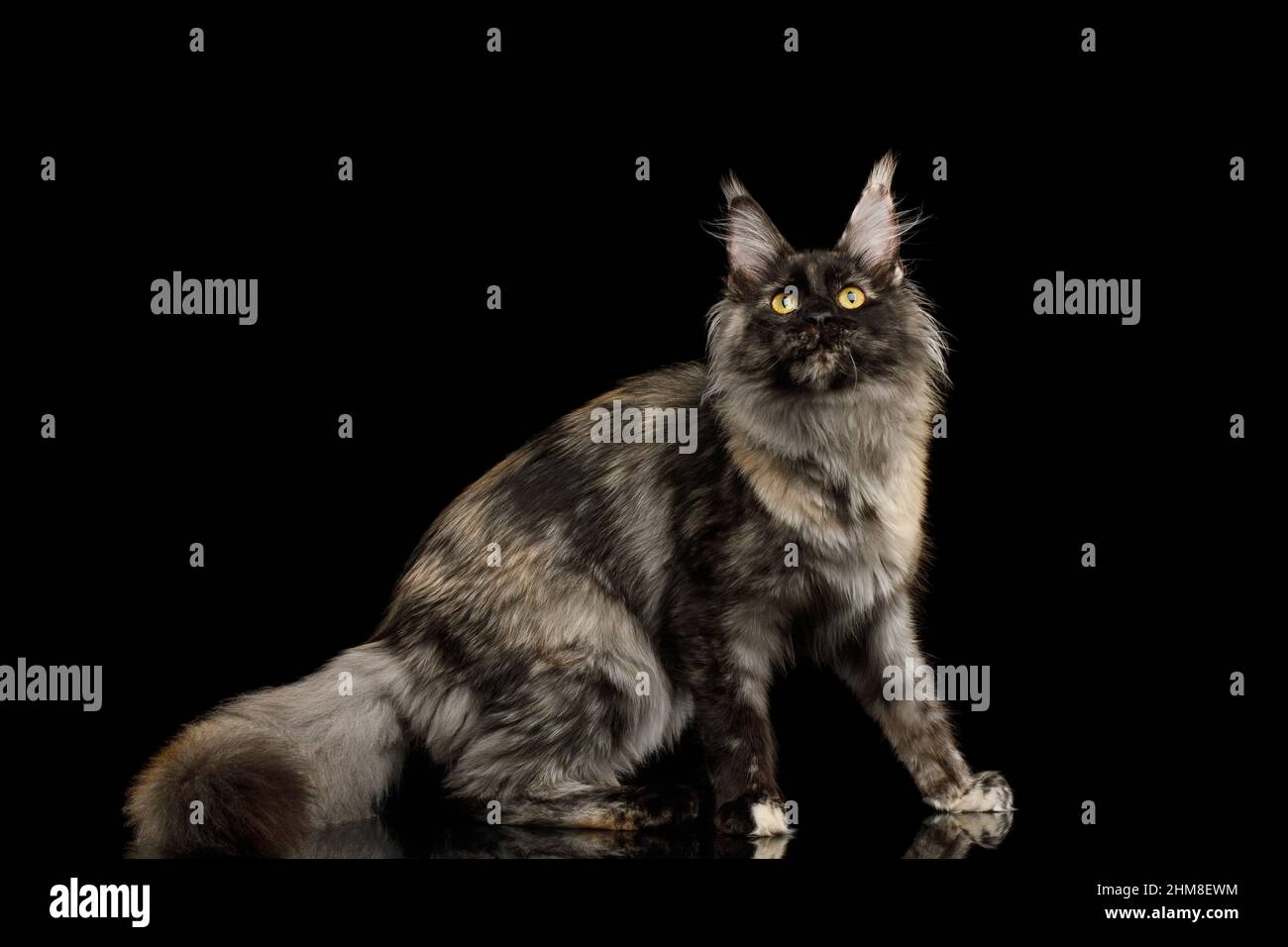 Playful maine coon cat standing side view on Isolated black background ...