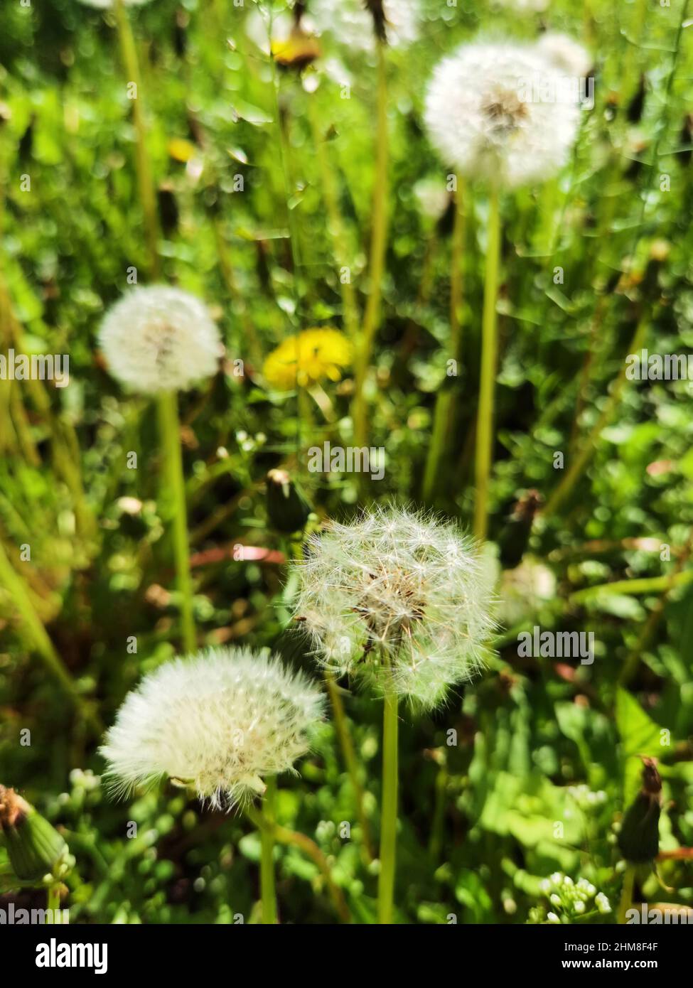 Top view of a common dandelion Taraxacum officinale, a flowering ...