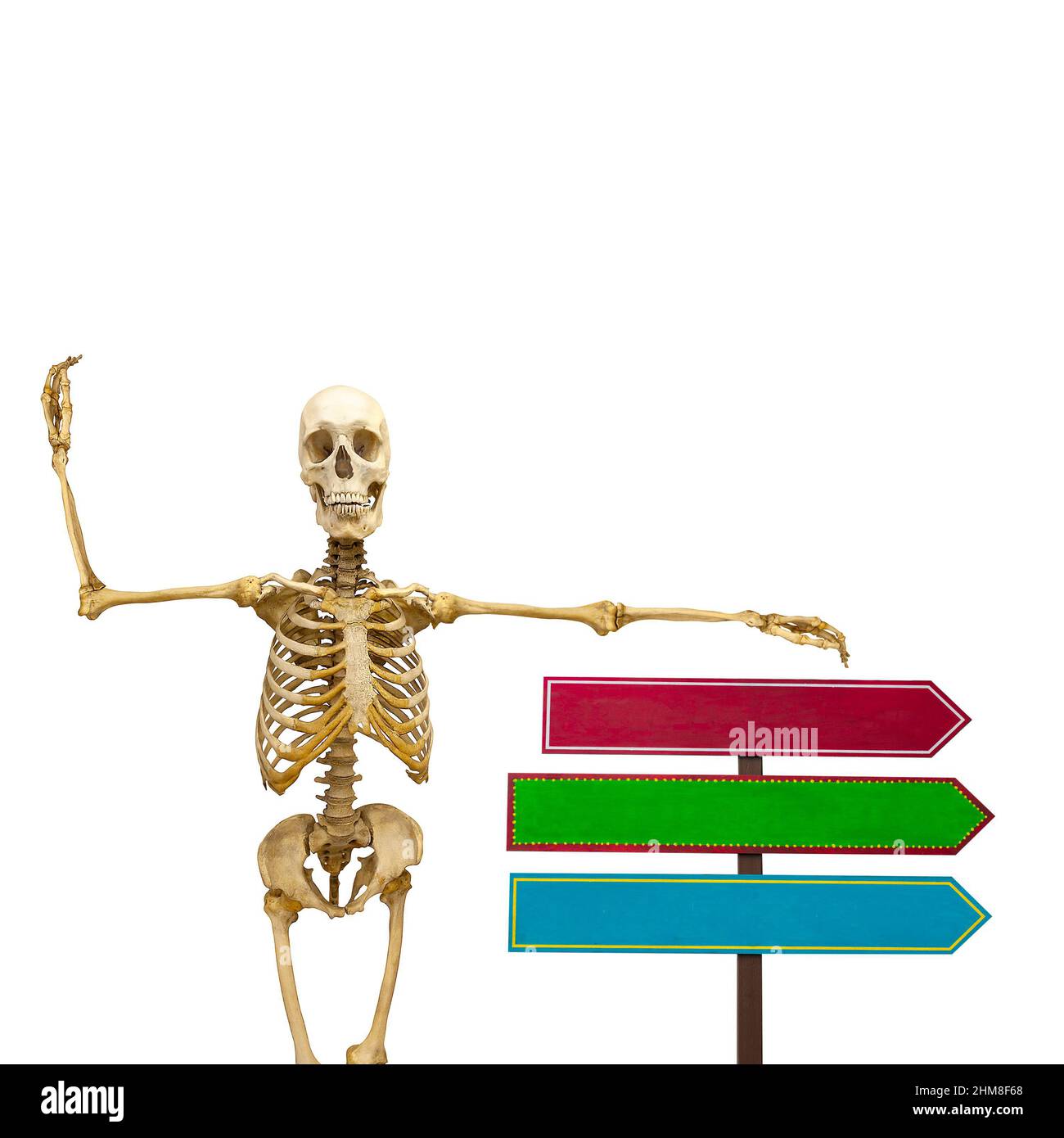 human skeleton with pointers in isolation on a white background. High ...