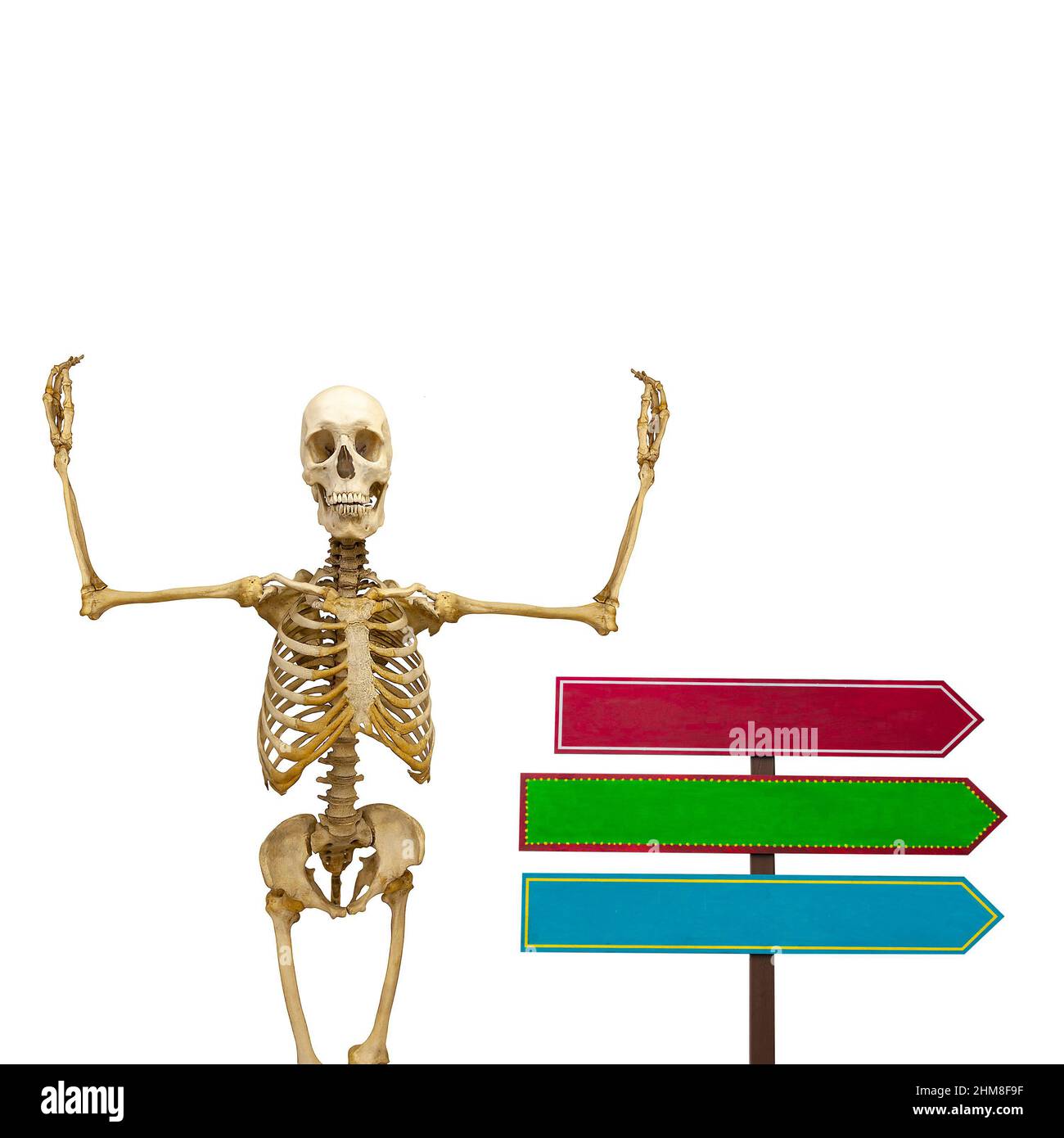 human skeleton with pointers in isolation on a white background. High ...