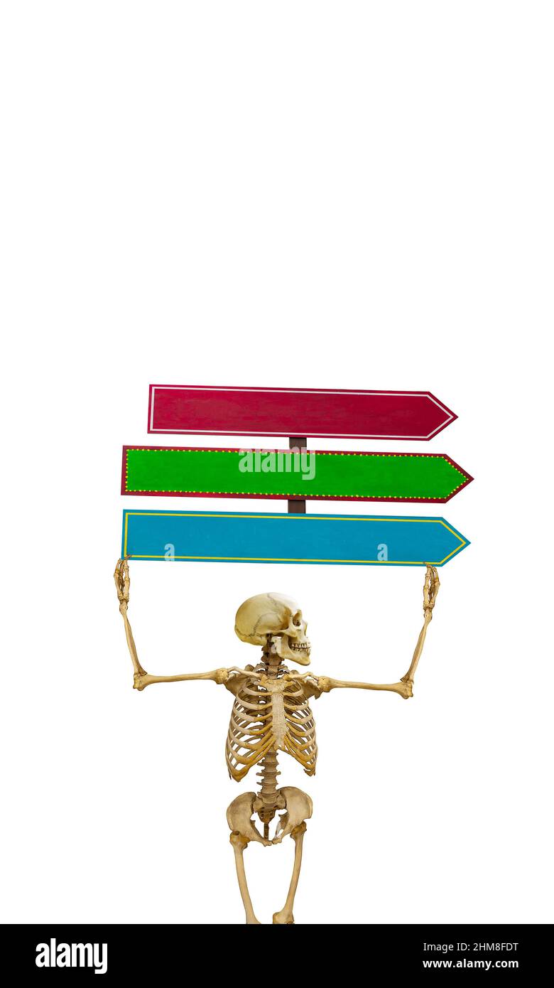 human skeleton with pointers in isolation on a white background. High ...