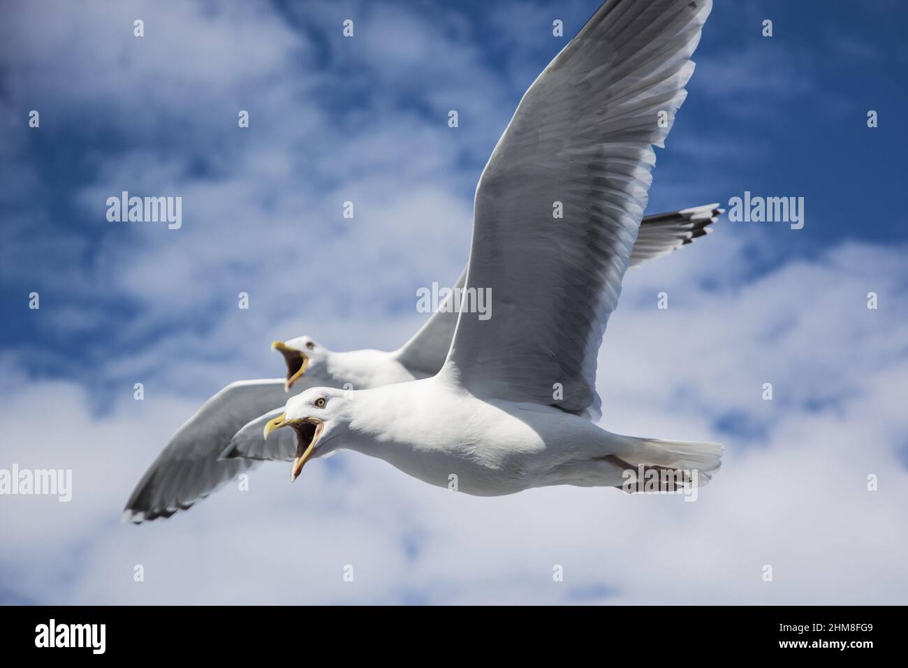 Seagulls in the wind Stock Photo - Alamy