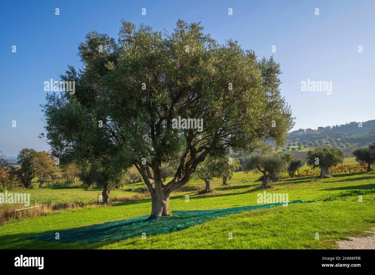 Old olive tree outside hi-res stock photography and images - Alamy