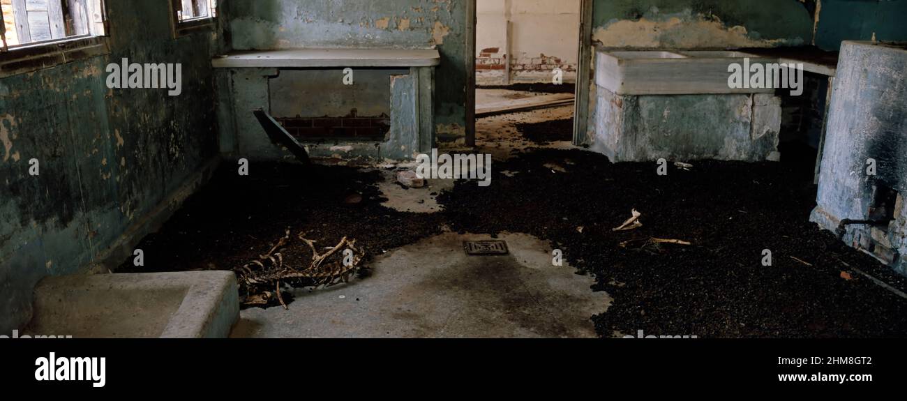 Bleak goat hi-res stock photography and images - Alamy