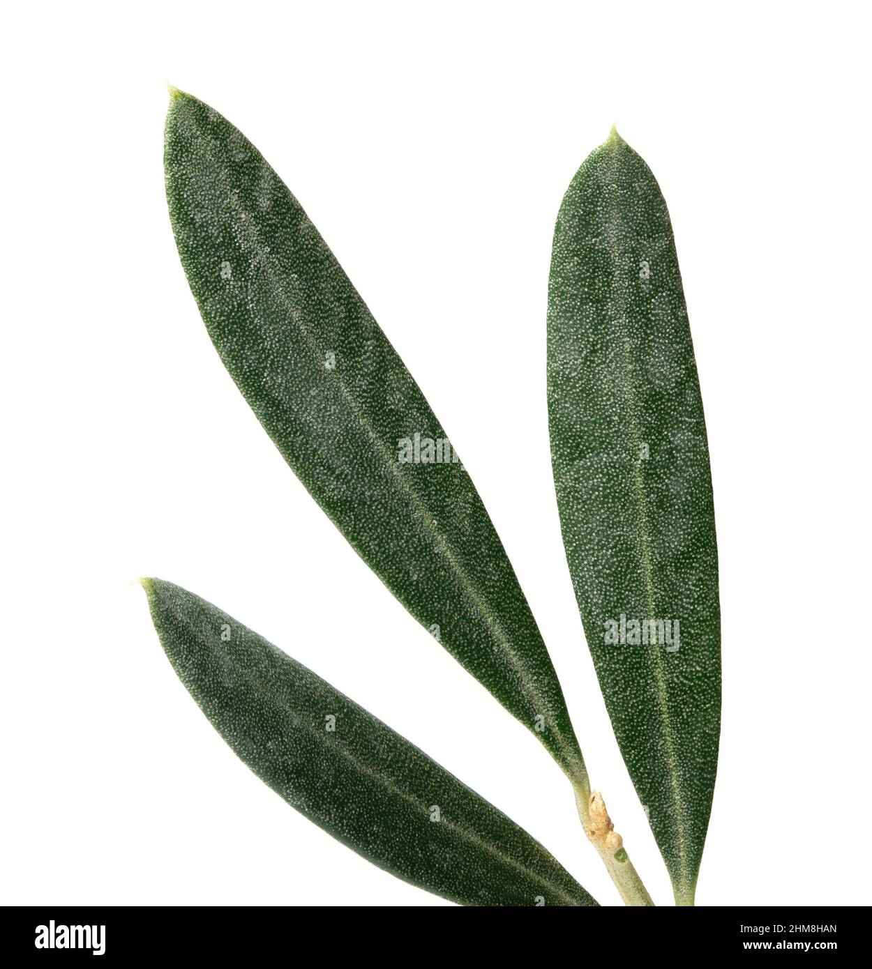 Photo of green olive leaves isolated on white background Stock Photo ...