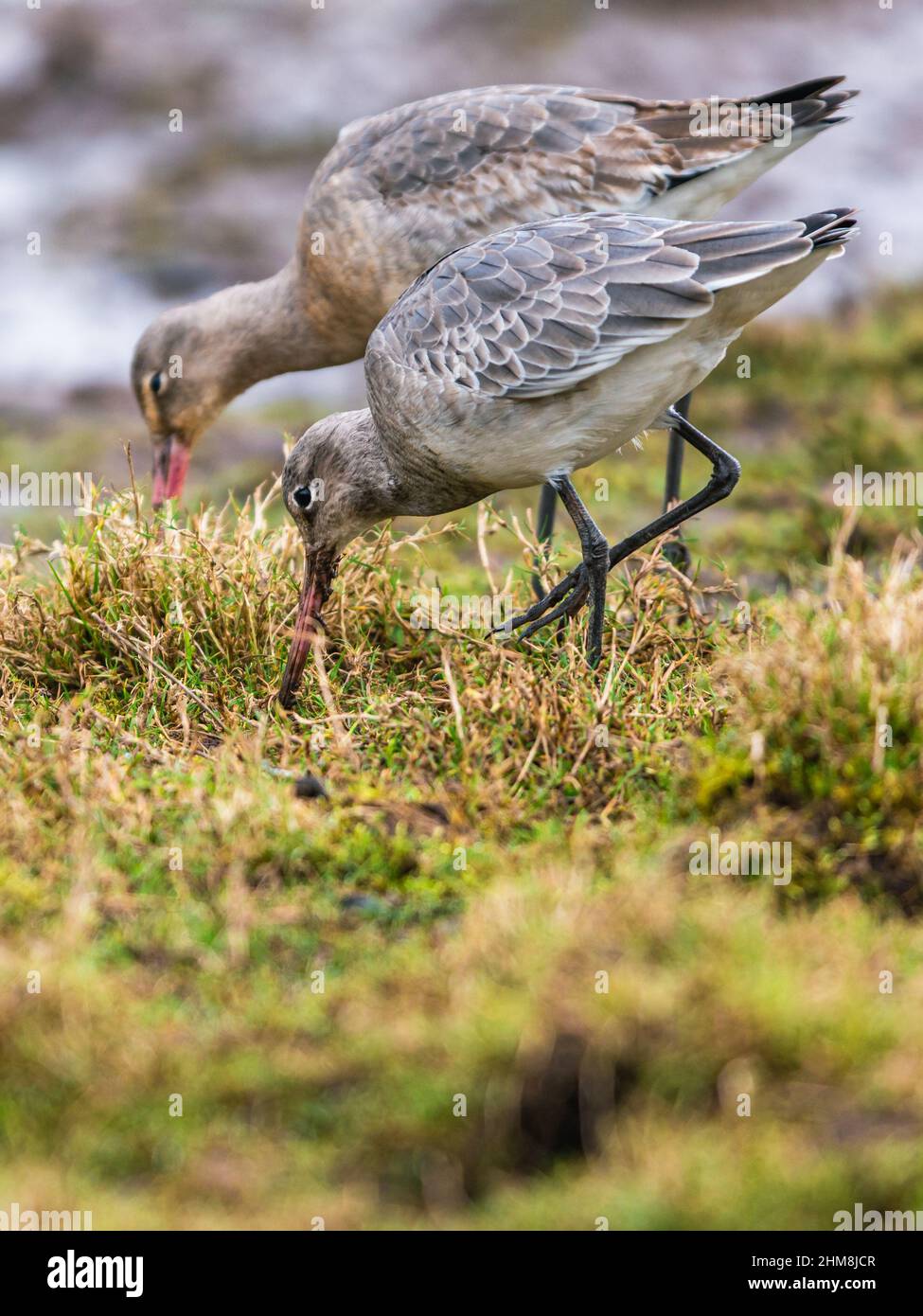 Black-tailed Godwit, Limosa limosa in environment Stock Photo - Alamy