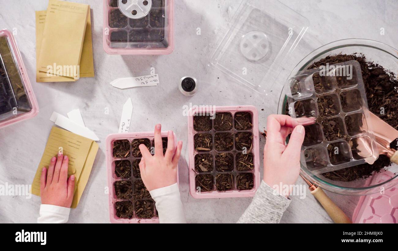Flat lay. Little girl helping planting seeds in seed propagator with ...